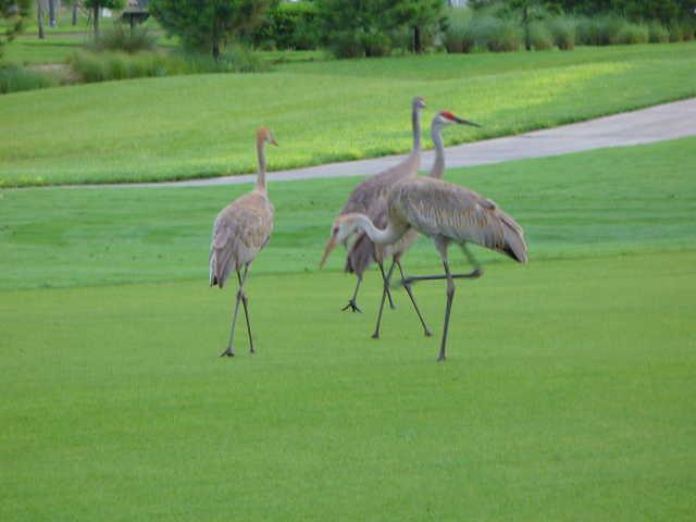 Harmony Golf Preserve - Golf Course in Harmony, Florida | Brio Golf